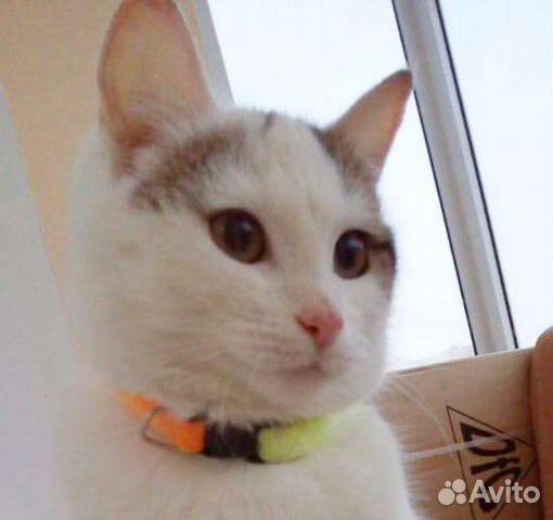 Миниатюрная кошечка Китти, 8 месяцев