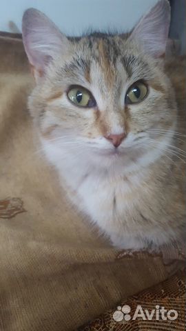 Котенок в добрые руки даром