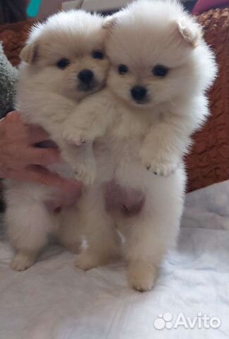 Померанский шпиц