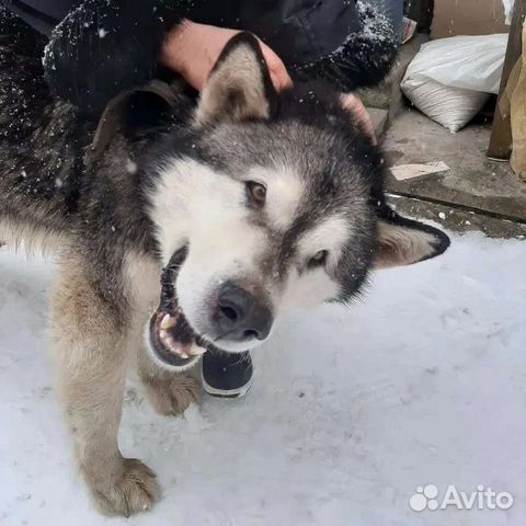 Самый чудесный парень ищет дом