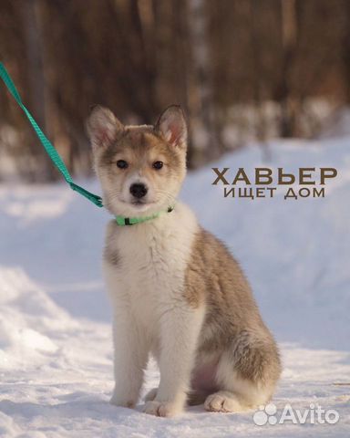 Малыш Хавьер ищет дом