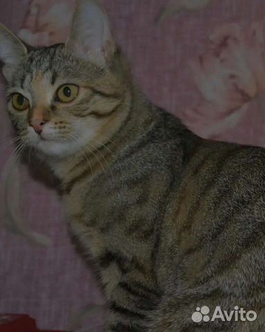 Кошка в дар