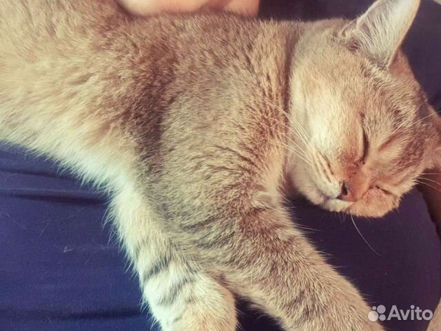 Кошка золотая шиншилла