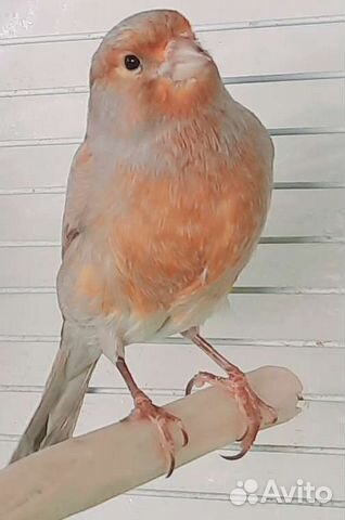 Кенара и канарейки