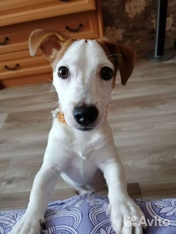 Потерялась собака