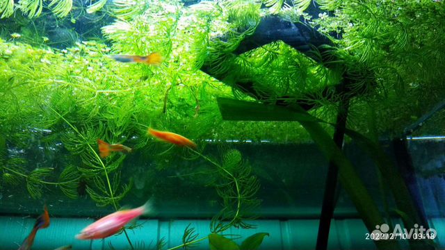 Прополка аквариума, роголистник, ряска