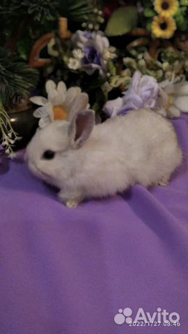 Декоративные карликовые кролики