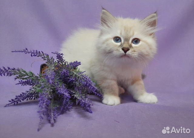 Невский маскарадный котенок
