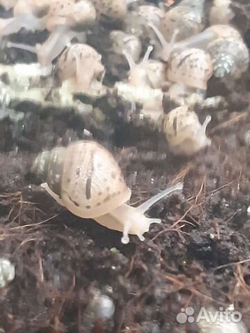 Улитки ахатины