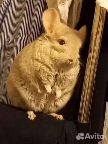 Британская шиншилла