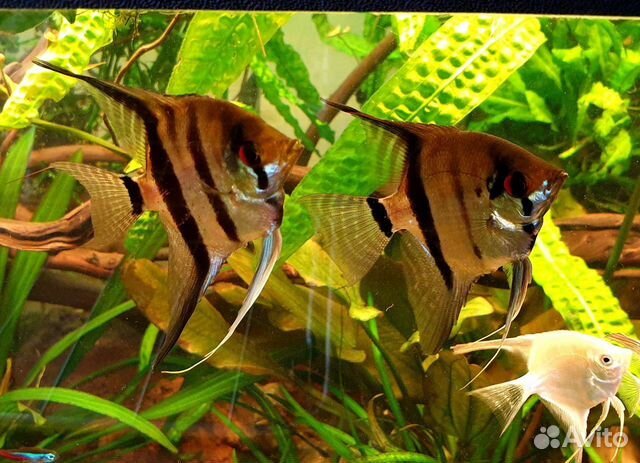 Скалярии рыбы