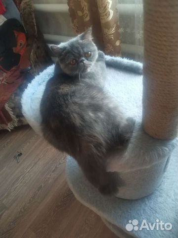 Экзотическая кошка
