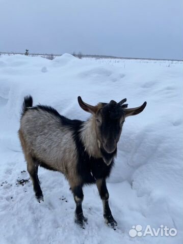 Чешский козел