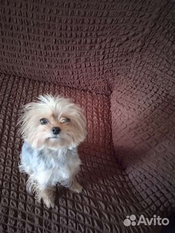 Йоркширский терьер мини девочка