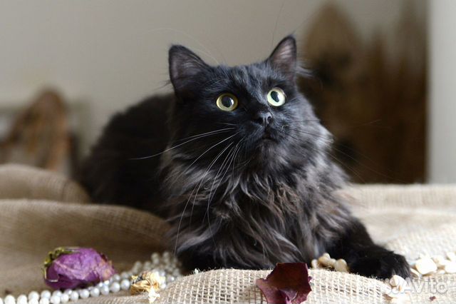 Молоденькая кошечка ищет дом