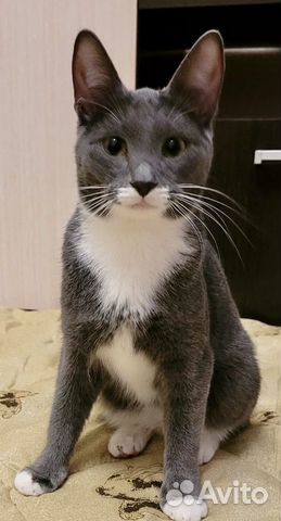 Кошечка необыкновенная ласкуша в Дар