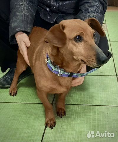 Славный парень Чивас в добрые руки