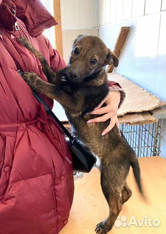 Щенок в добрые руки