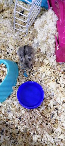 Джунгарский хомяк