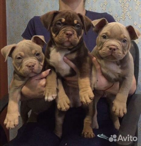 Американский булли покет