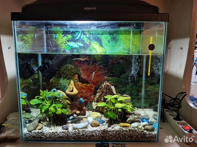 Аквариум с рыбками