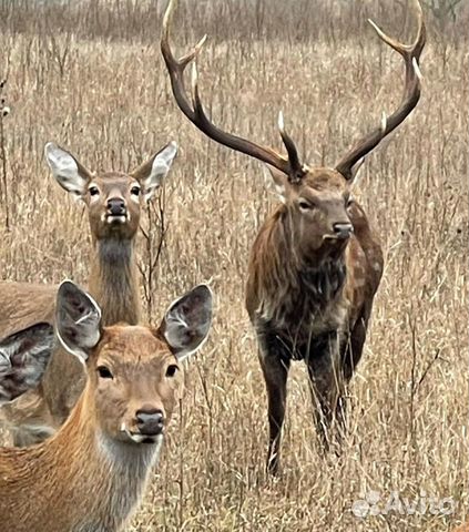 Олени "Благородные"