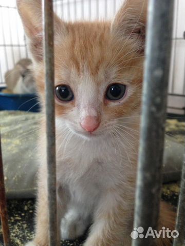 Крошечный котенок в добрые руки