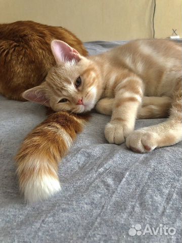 Котенок Шотландский