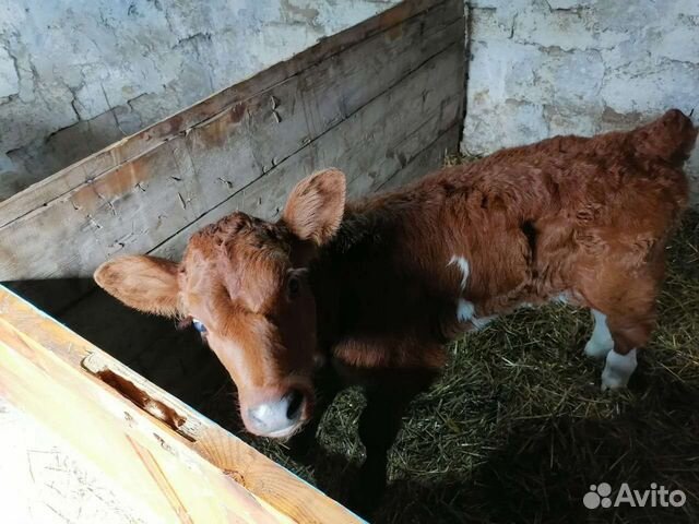 Телка телочка