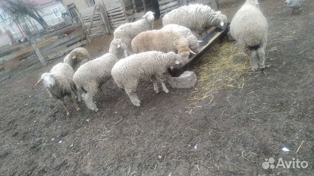 Бараны маладняк