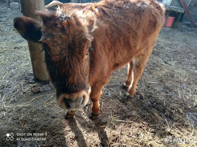 Бычки и быки телки