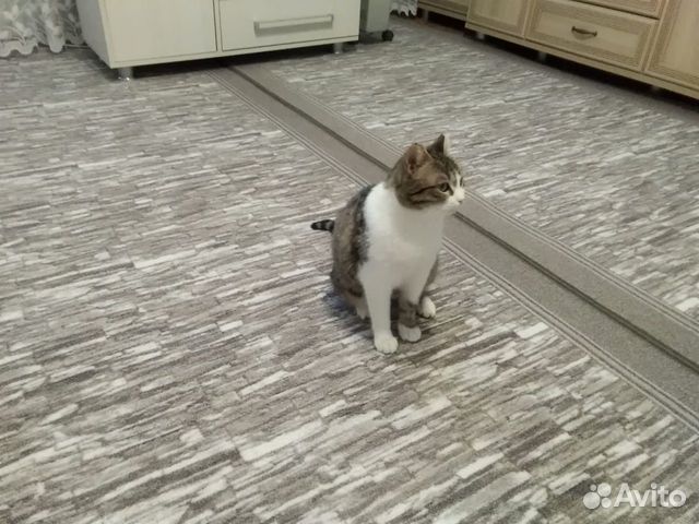 Кошка бездомыш