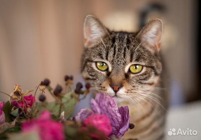 Молодая красавица Одэя метис британской породы