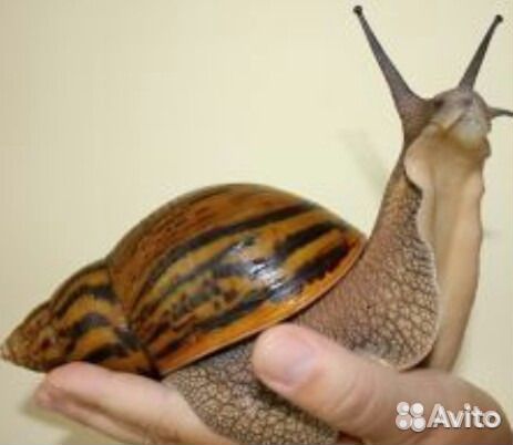 Пара улиток Ахатин