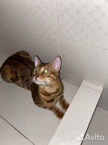 Бенгальская