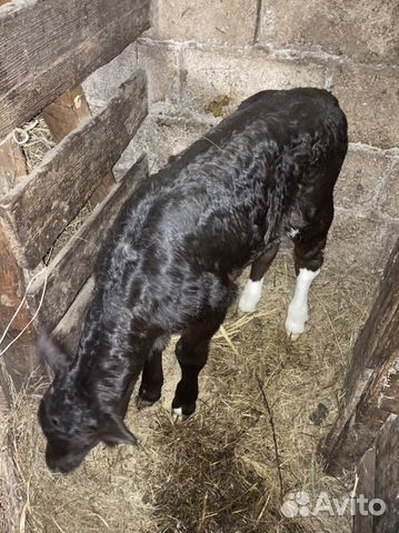 Теленок бычок 1 неделя