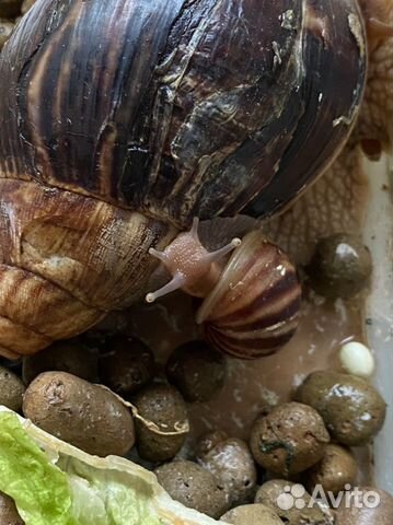 Улитки ахатины