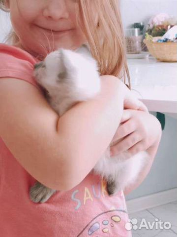 Сиамские котята