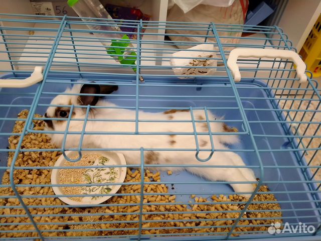 Кролик декоративный на случку