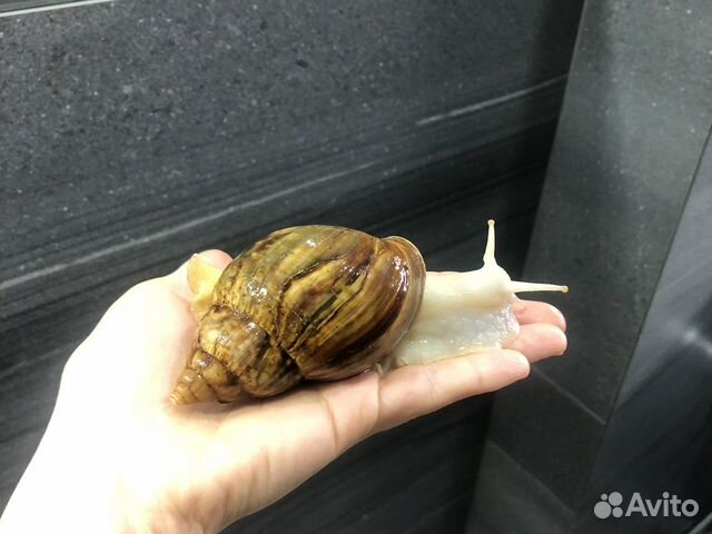 Улитки ахатины бесплатно