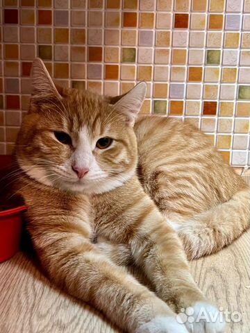 Котенок Лучик 8 мес