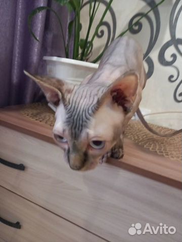 Канадский сфинкс