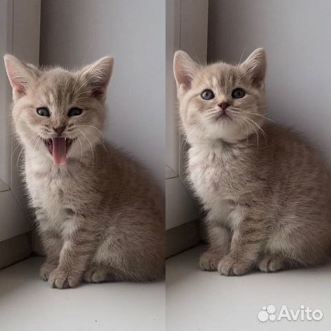 Британский котенок окрас лиловый табби