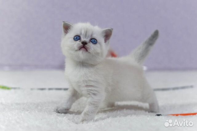 Клубная голубоглазая девочка