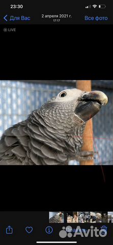 Птица говорун серый с красным хвостом