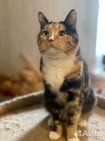Ласковая киса трехцветка Мишель 1,5 года ищет дом
