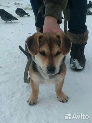 Щенок Малыш ищет хозяина. Отдадим в хорошие руки