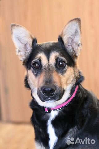 Ищет дом Роксана -молодая девочка