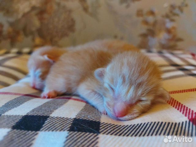 Солнечные мальчики ориентальной породы