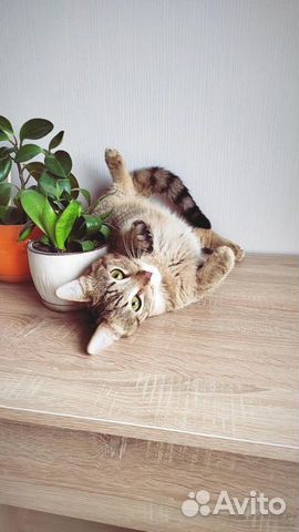 Кот-энерджайзер Юппи ищет дом